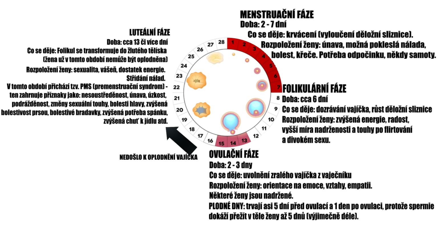 Menstruační cyklus - proč se ženy mění - Lovcův Deník